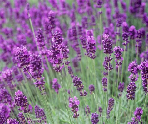Best Lavender Varieties 14 Fragrant Picks For Every Garden Homes And