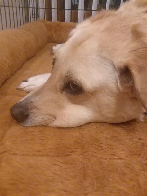 Sleepy Boi Scrolller
