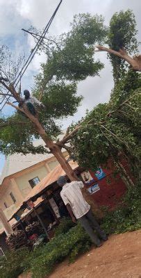 Why Sokoto Need To Revisit The Law On Tree Felling