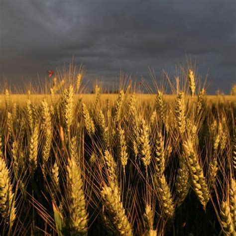 Alexei Popyrin Gan A Arthur Fery En La Ronda Previa De Calificaci N Del Torneo Atp De