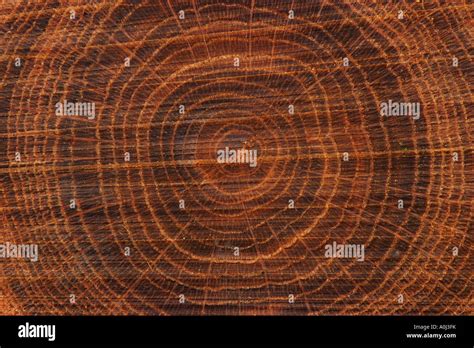 Tree Ring Analysis Hi Res Stock Photography And Images Alamy