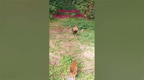 නියම කුකුළා🐔 ගම් කුකුළා Shorts Video කුකුළා Cock Youtube