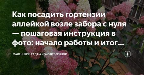 Как посадить гортензии аллейкой возле забора с нуля — пошаговая инструкция в фото начало работы