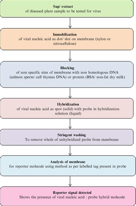 14 Flow Chart Depicting Steps Of Dotslot Blot Hybridization Assay Download Scientific Diagram