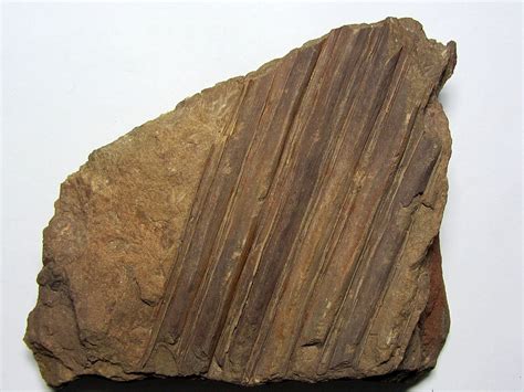 Sigillaria Sp Brongiart 1822 Member Collections The Fossil Forum