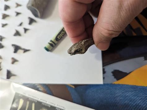 Fossils From Aurora Nc Phosphate Mines R Fossilid