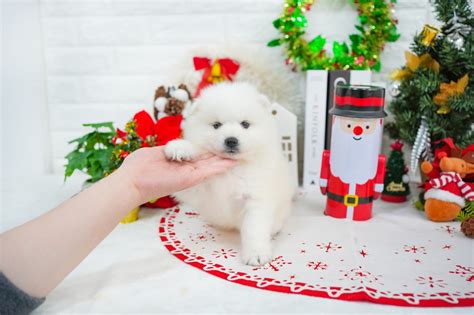 사모예드분양 사랑스러운 애기 강아지 총총이 골든리트리버분양 라브라도리트리버분양 보더콜리분양 도베르만분양 사모예드분양 올드잉글리쉬쉽독분양 시베리안허스키분양 말라뮤트분양