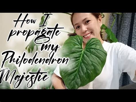 How I Propagate My Philodendron Majestic Youtube
