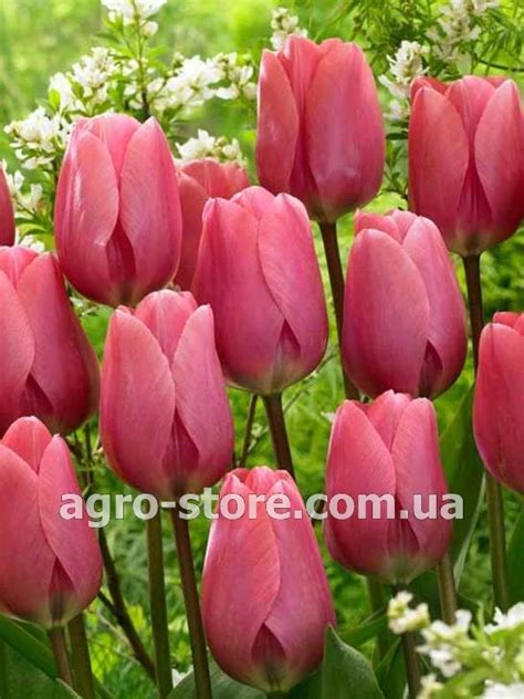 Голландия - Тюльпан Дарвиновы гибриды Big Love (Биг Лав) - Купить ...