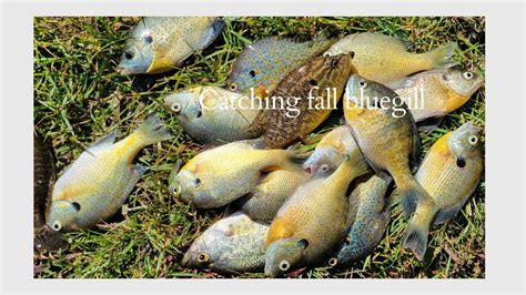 Catching Fall Bluegill Youtube
