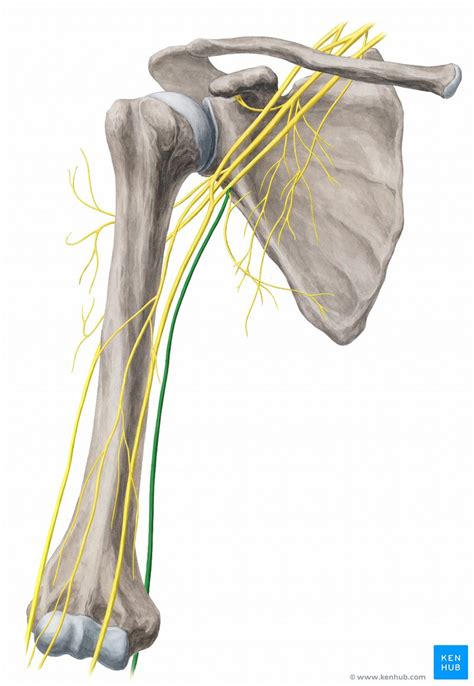 Ulnar Nerve Subluxation Clinical Anatomy Kenhub