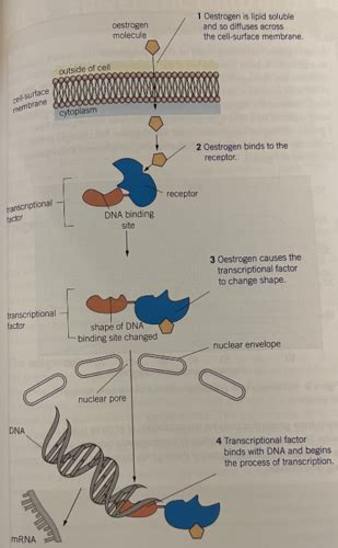 Chapter 20 Gene Expression Flashcards Quizlet