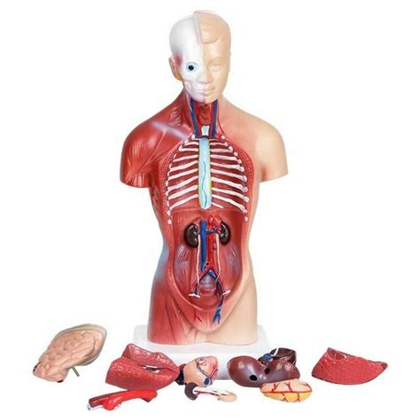 Buy So Buts Human Body Model 15 Pieces Skeleton Human Anatomy Torso