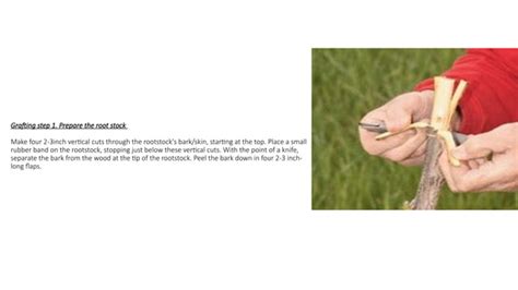 Propagation Method In Landscaping Grafting Ppt