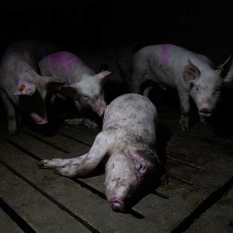 Maltrato Animal Cerdos