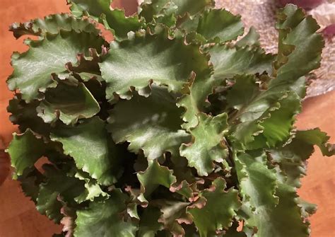 What Is This Lovely Plant With Ruffly Leaves I Bought It At Lowes The Tag Says Costa Farms