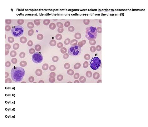 Solved Cell Acell Bcell Ccell Dcell E