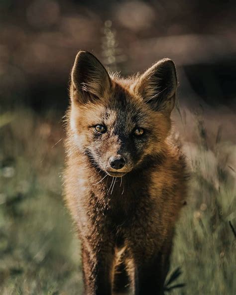 Фенек Чёрно бурая лисица Чернобурка чернобурка Серебристо чёрная лисица Чернобурая лисица