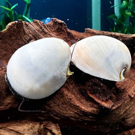 Neritina Beluga Escargot Pour Aquarium