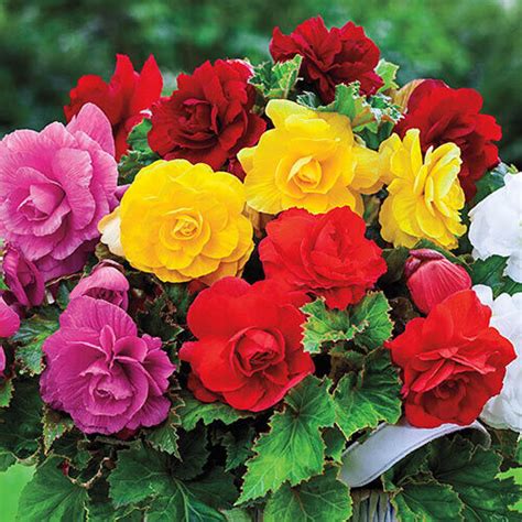 Market Online Pickup On Farm Or Have It Delivered Lee And Marias