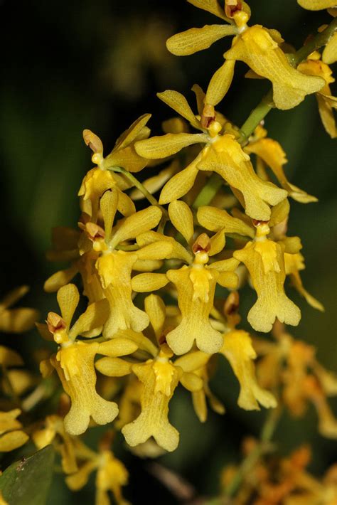 Oncidium Afri Orchids