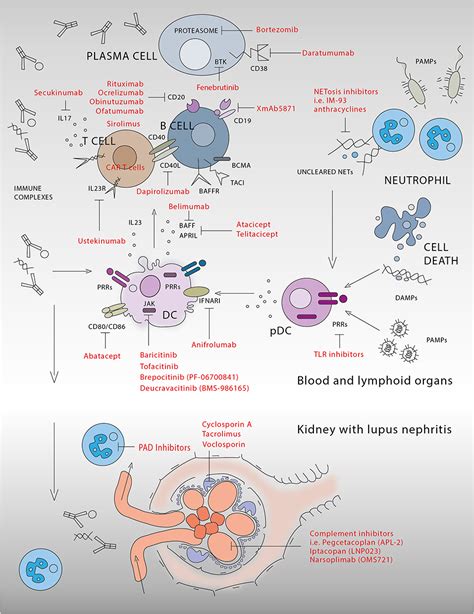 Lupus Nephritis Current Perspectives And Moving Forward Jir