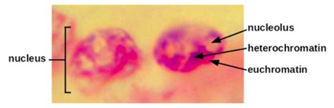 Cell Bio Lab Exam Flashcards Quizlet