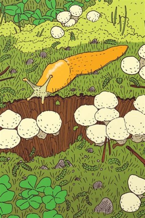 Banana Slug Mushrooms By Crista Bougherty Mushroom Art Slugs Cool Drawings