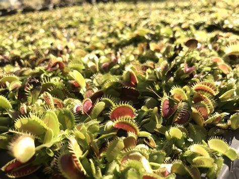 การปลูกเลี้ยงและดูแลกาบหอยแครง ไม้กินแมลงสายโหด Trapblossom