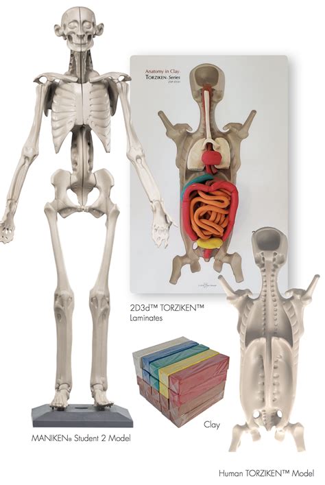Anatomy Distance Learning Distance Learning Anatomy Classroom High School Science