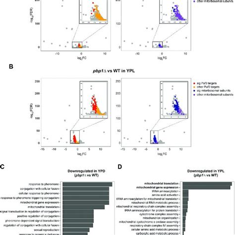 Transcriptomic Analysis Of Pbp1Δ Mutant Cell A Rna Seq Analysis Of