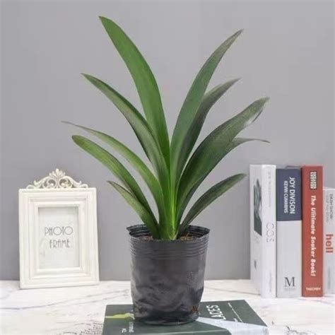 君子兰盆栽四季开花室内阳台植物好养易成活客厅观赏花卉盆景绿植虎窝淘