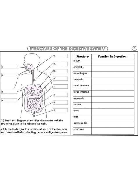 Human Digestive System Diagram Worksheet 0 Pdf