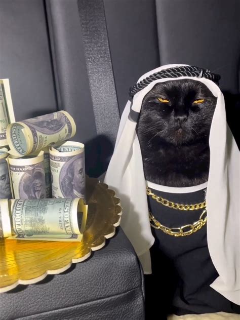 Oops Meme Gatto 22 Funny Feline Filled Memes To Help You Furget About
