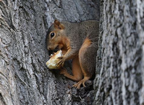 Eastern Gray Squirrel Free Photo On Pixabay