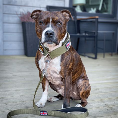Staffordshire Bull Terrier 1935® Martingale Collar Green