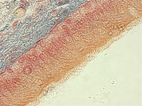 Epithelial Tissues Lab Flashcards Quizlet