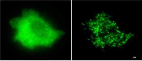 OSRF Core Seminar Series Integrated Light Microscopy Core