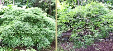 Specialty Pruning Dirty Girl Gardening