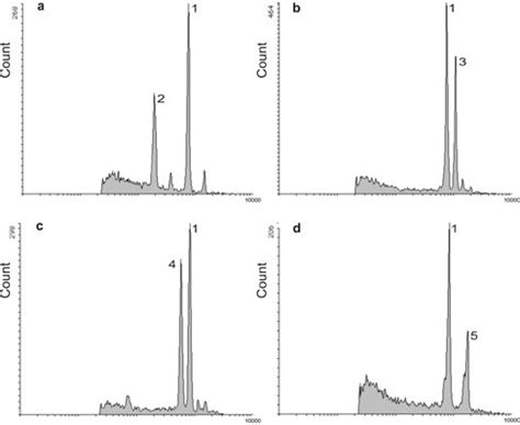 Flow Cytometry Histograms Iodide Propidium Fluorescence Intensity Of