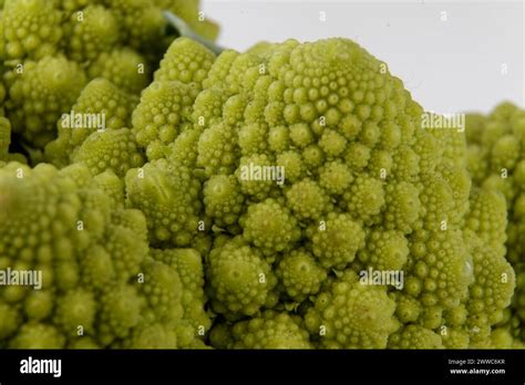 A Biological Example Of Fibonacci Spirals And Fractals In Nature Using