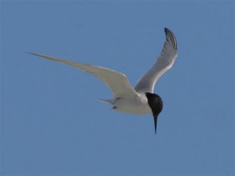 Damara Tern Birdforum Opus Birdforum