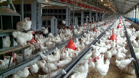 Project To Grow Long Term Prosperity Of Australias Chicken Meat