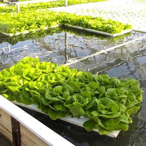 Customized Floating Rafts For Hydroponics Dwc System Greenhouse And