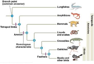 GitHub GihanMora Phylogenetic Tree Construction Phylogenetic Tree Construction And Updation