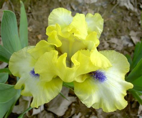 Sdb Iris Germanica In Cahoots Johnson 2011