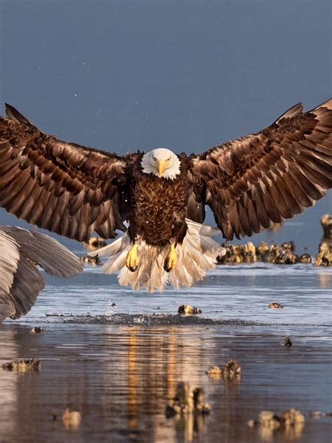 Pin By Fernella On Eagles Eagle Images Bald Eagle Eagle Pictures