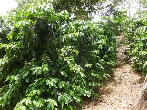 A Producers Guide To Pruning And Stumping Coffee Trees Perfect Daily Grind