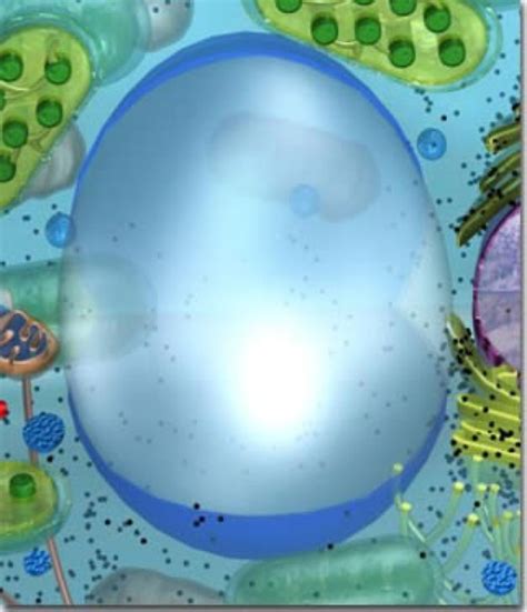 Plant Cell No Labels