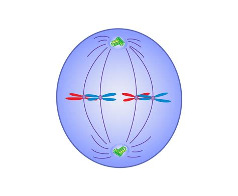 Stages Of Metaphase 1